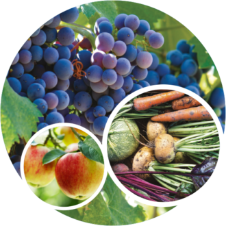 Limocide - Fongicide Insecticide Acaricide naturel - Vivagro